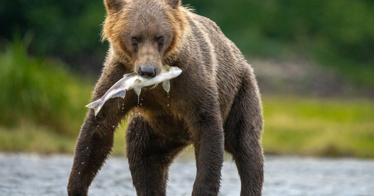 Alaska Brown Bear Photography Tour 2026 — Katmai Coast Expedition ...